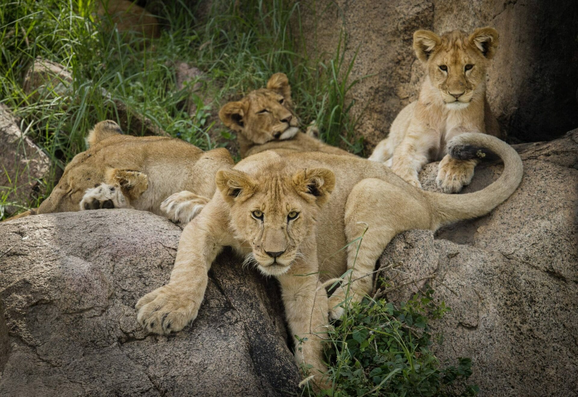 First Safari Secrets: How To Plan Your First East Africa Safari ...